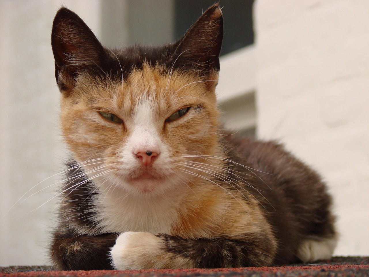 Tamkatt Calico Katt Koppla Av - Gratis foto på Pixabay
