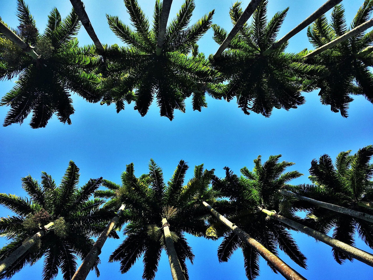 Cabezas De Palmas Reales Rio - Foto gratis en Pixabay - Pixabay