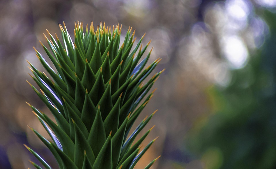 Araucaria Araucana - Conifères Les - Photo gratuite sur Pixabay - Pixabay