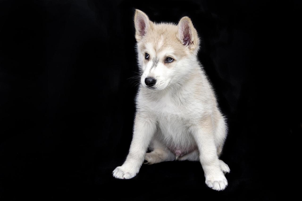 10,000 Cute Puppy Pictures & Images [HD] - Pixabay