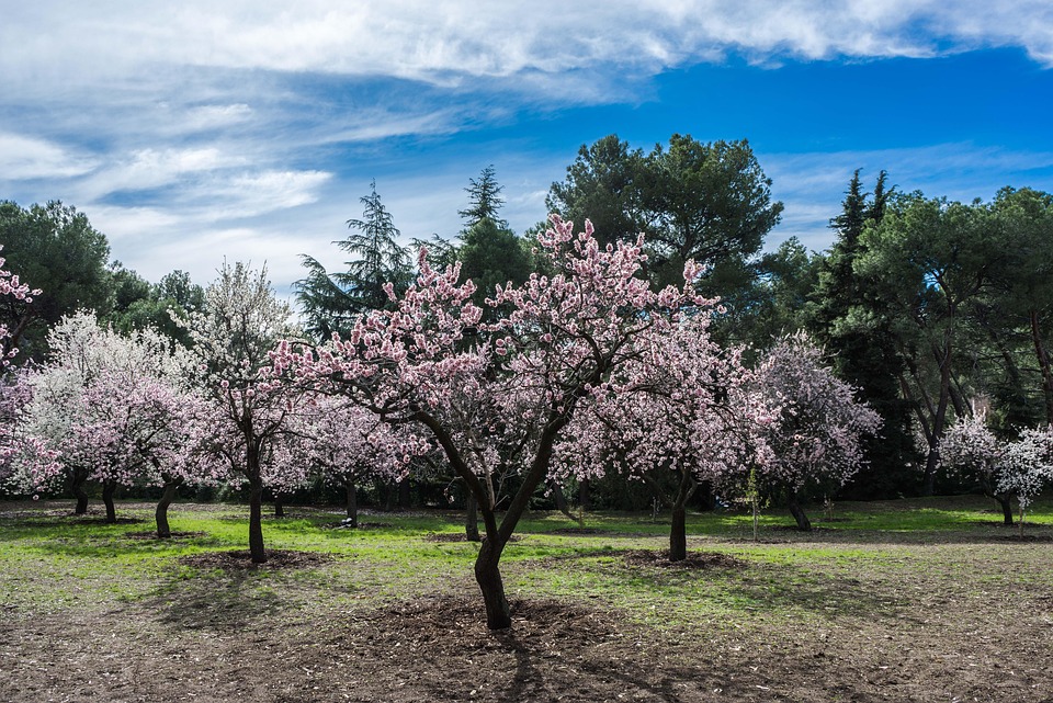 Almendro Primavera Parque - Foto gratis en Pixabay