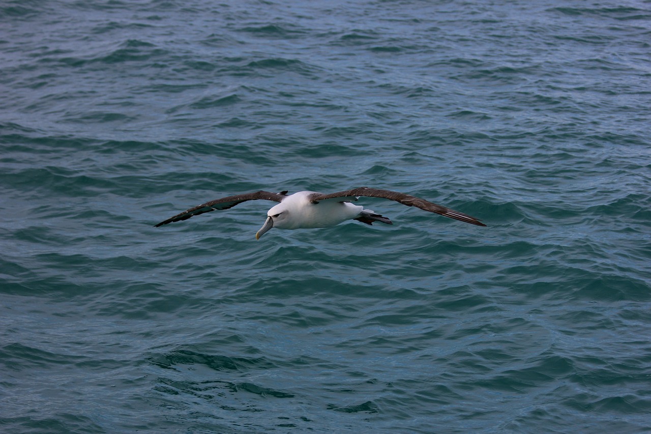 New Zealand Royal Albatross Sea - Free photo on Pixabay - Pixabay