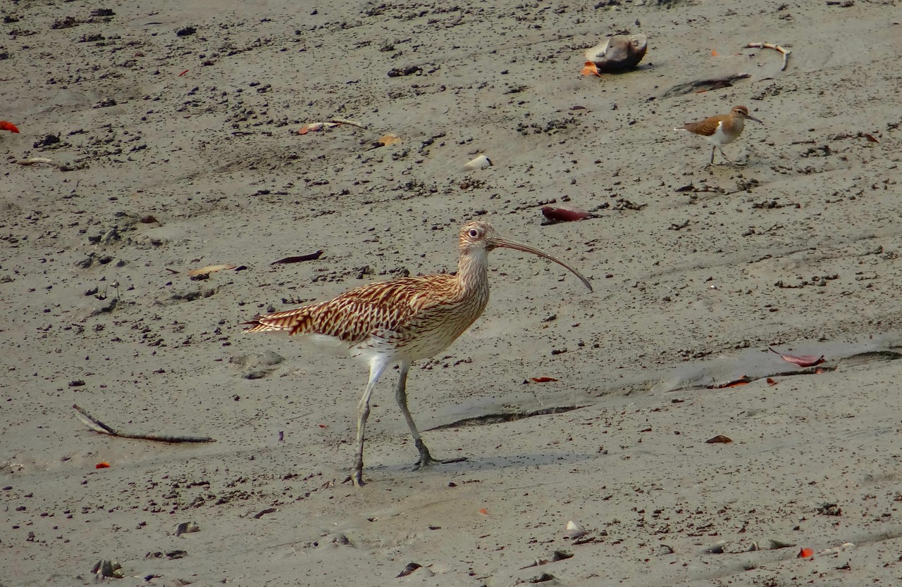 Eurasian Curlew Numenius Arquata - Free photo on Pixabay