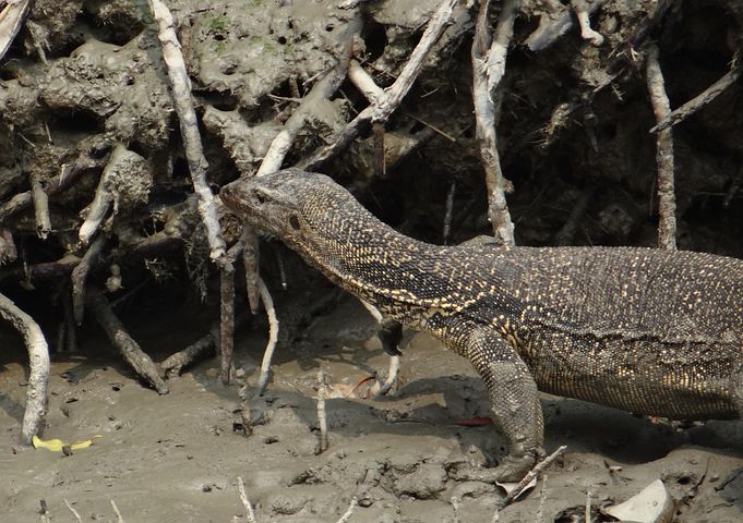 50+ Free Sundarban & India Images