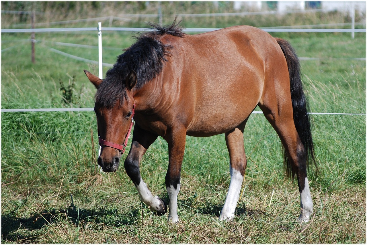 Horse Horses Animal - Free photo on Pixabay