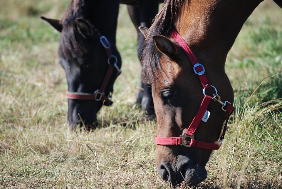 Pferd Pferde Tier - Kostenloses Foto auf Pixabay - Pixabay