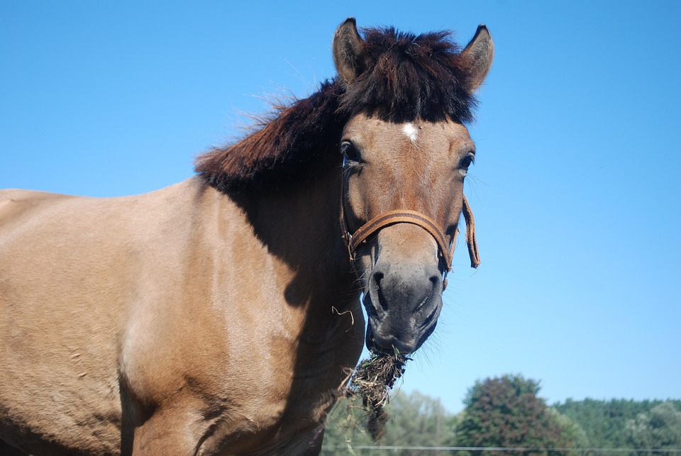 Pferd Pferde Tier - Kostenloses Foto auf Pixabay
