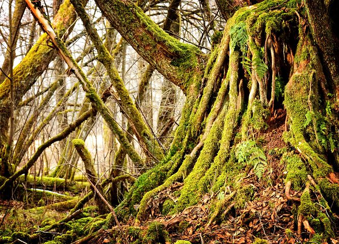 100+ kostenlose Morscher Baum und Morsch-Bilder - Pixabay