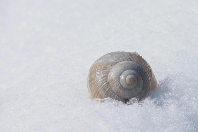 Shell Snow Nature - Free photo on Pixabay