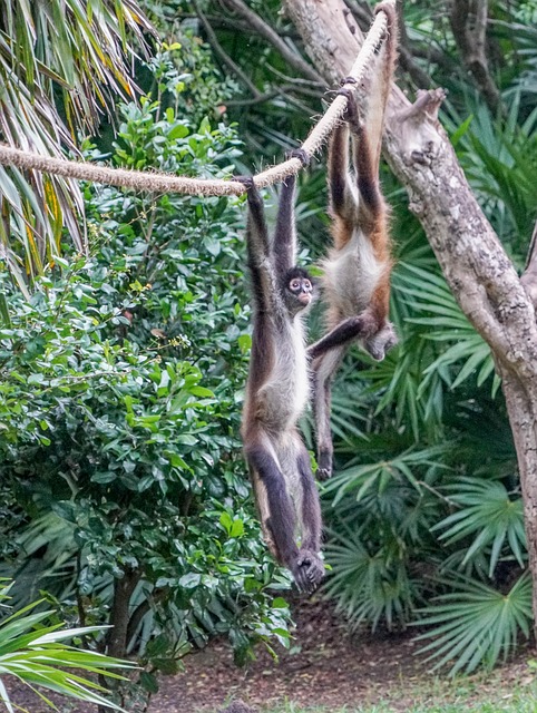 Spider Monkeys Playing Cute - Free photo on Pixabay