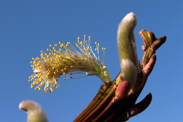 Willow Catkin Bloom Spring - Free photo on Pixabay