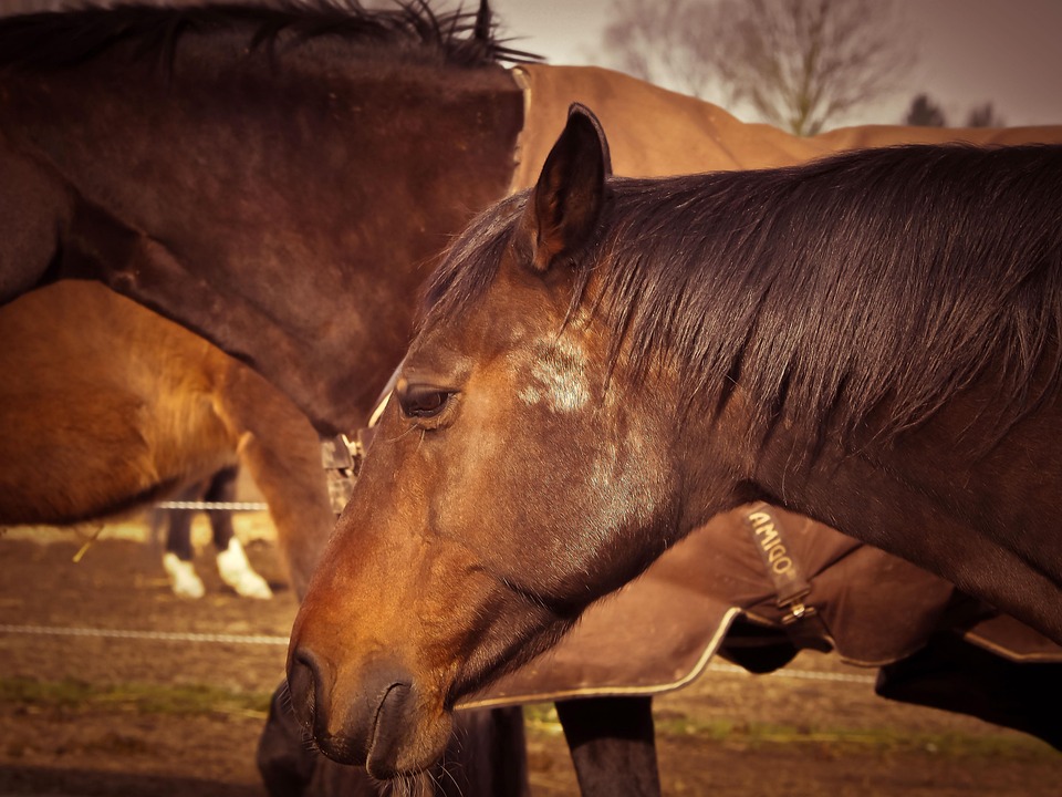 Pferd Tier Reiten - Kostenloses Foto auf Pixabay - Pixabay