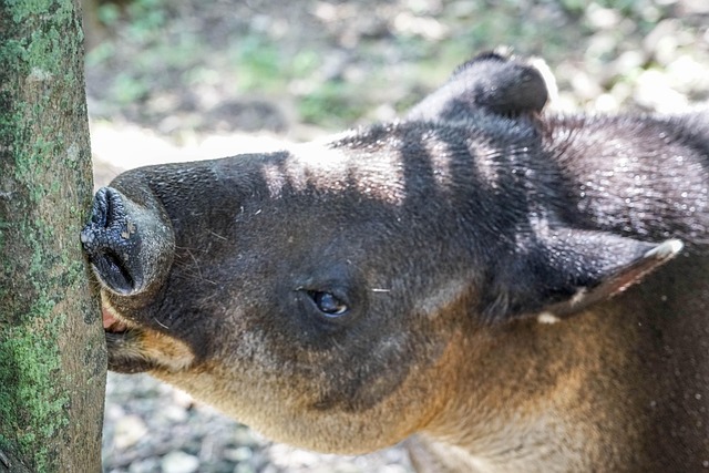 Tapir Face Eyes - Free photo on Pixabay - Pixabay