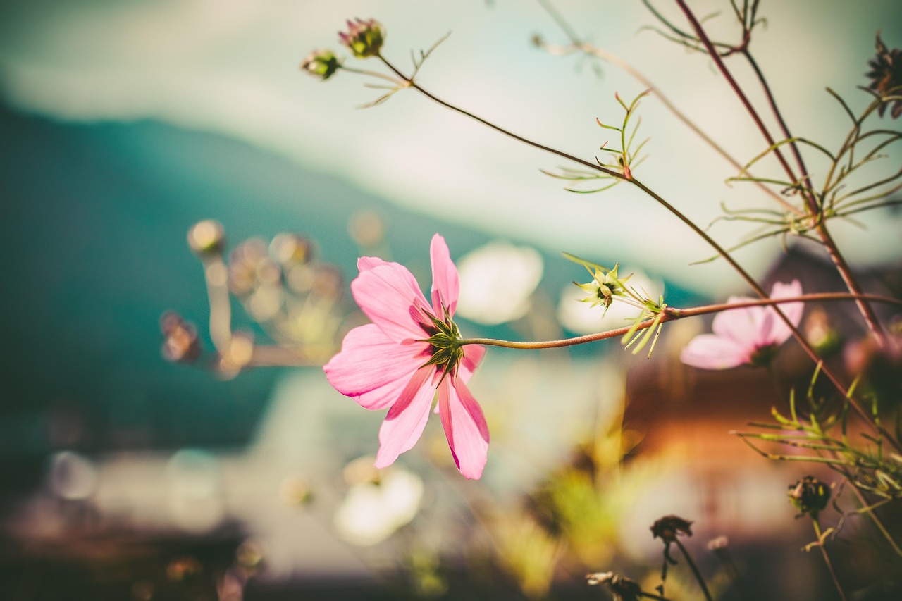 Spring Flowers Wallpaper Tumblr
