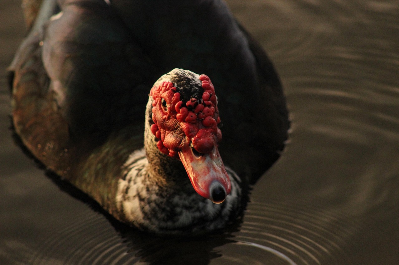 Pato Lago Muskovy Animais - Foto gratuita no Pixabay - Pixabay