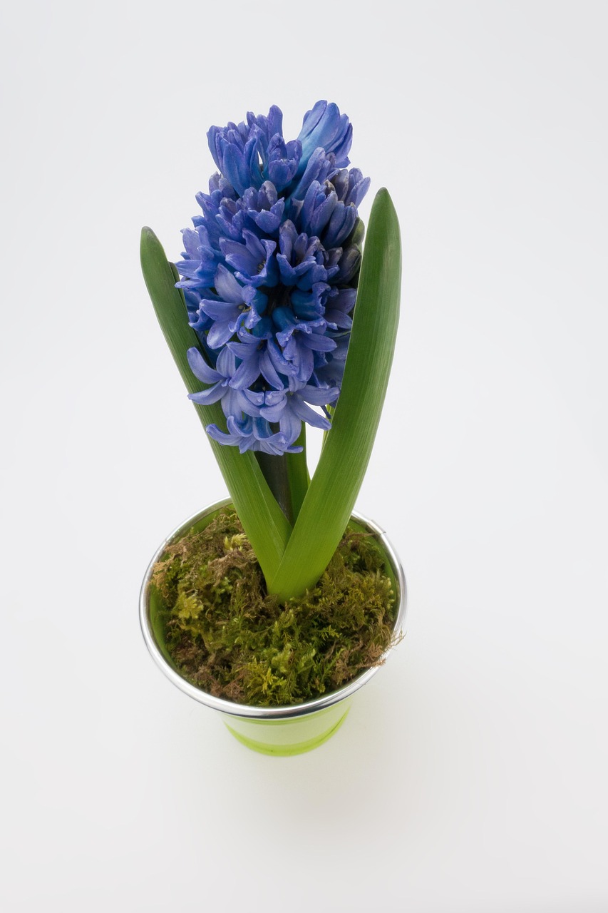 Hyacinth Garden - Free photo on Pixabay