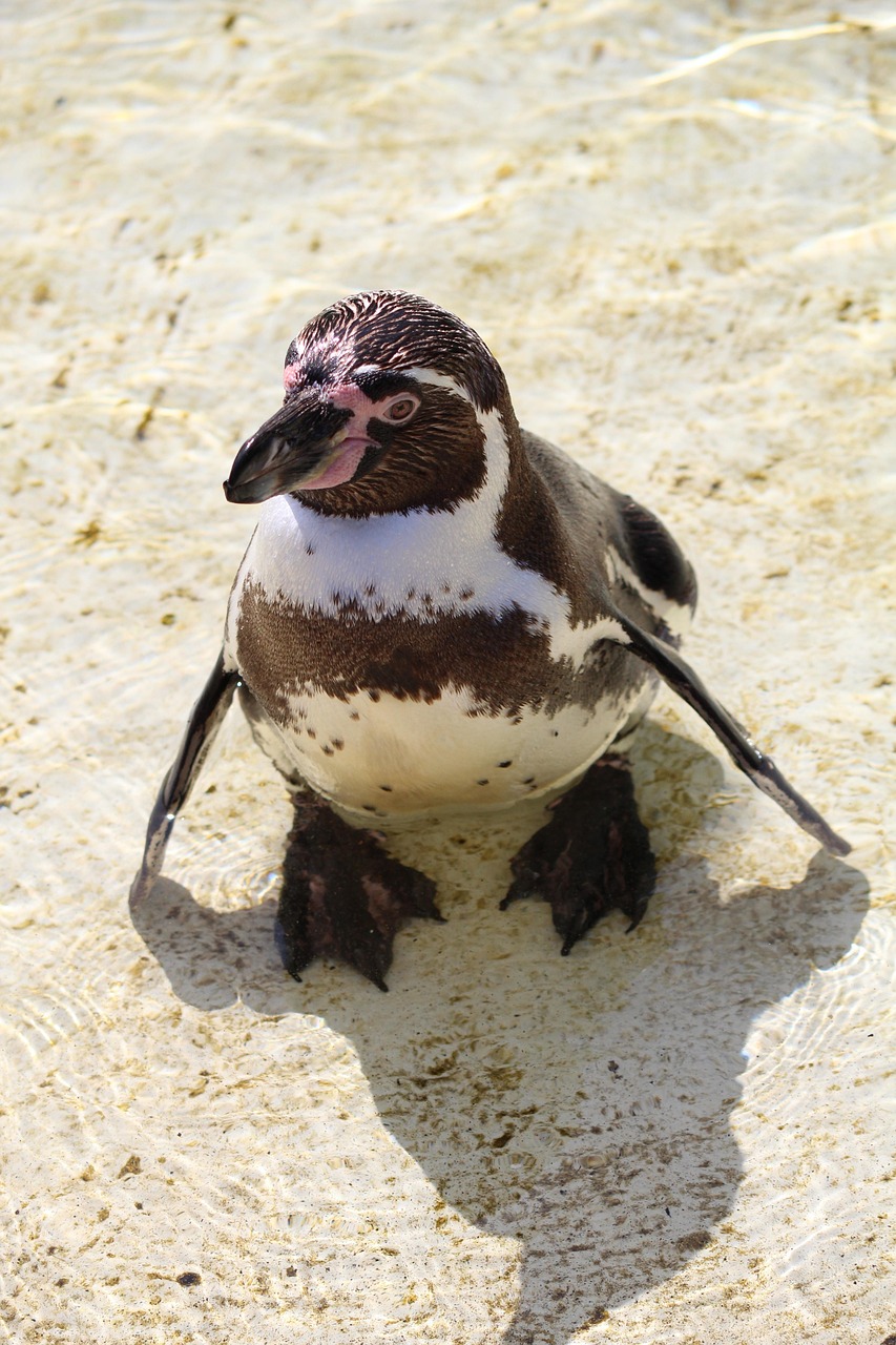 20,000以上の無料Humboldt Penguin Stone&Stone画像 - Pixabay