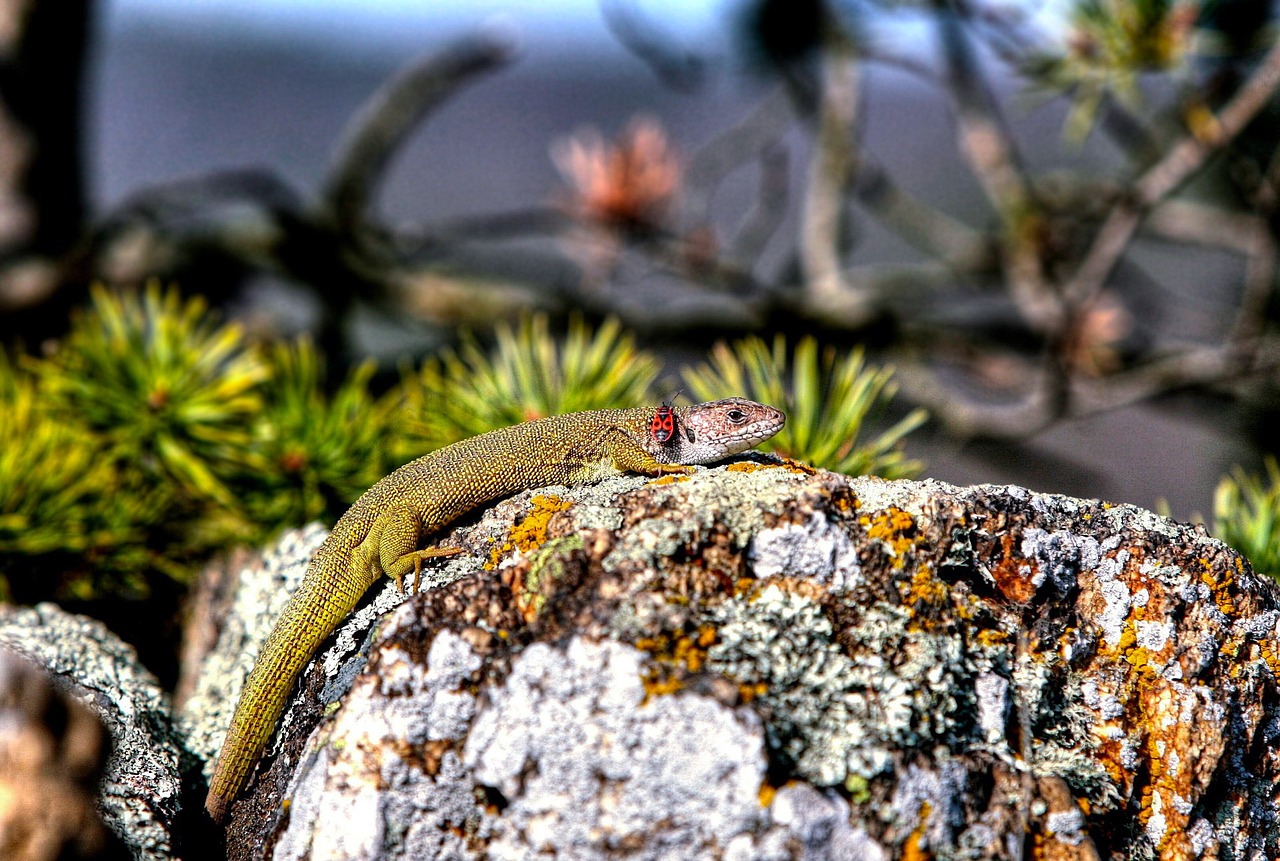 Podyji National Park Lizard - Free photo on Pixabay - Pixabay
