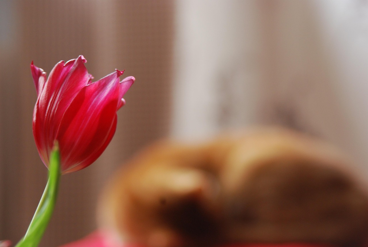 Tulipe Chat Rouge Le - Photo gratuite sur Pixabay - Pixabay