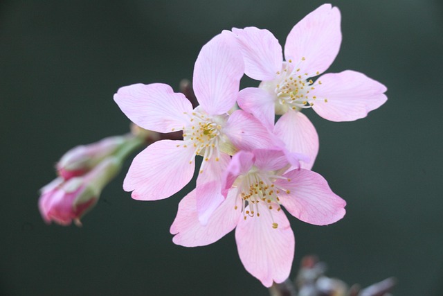 Flores De Cerezo Primavera Planta - Foto gratis en Pixabay - Pixabay