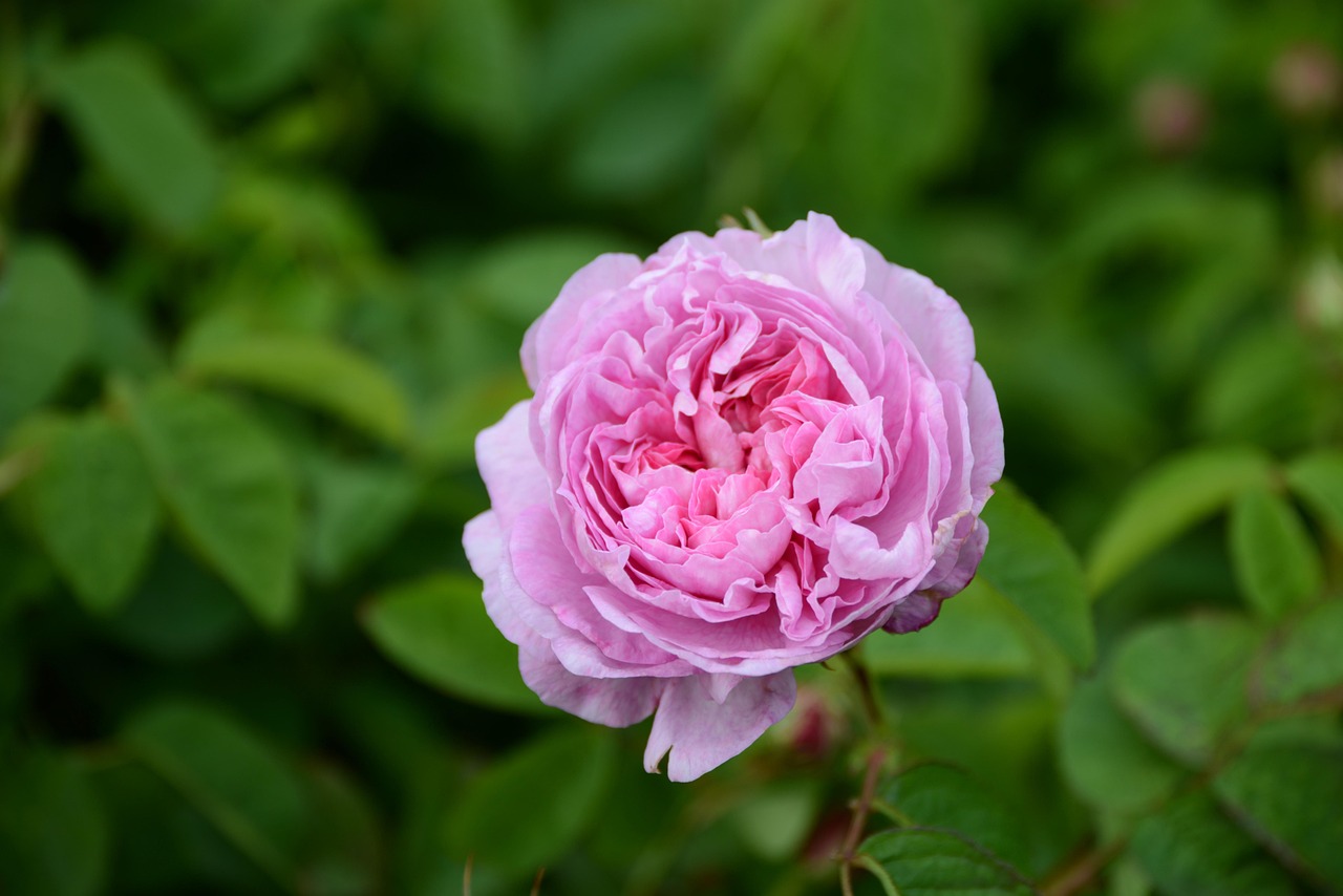 Flower Pink Centifolia - Free photo on Pixabay