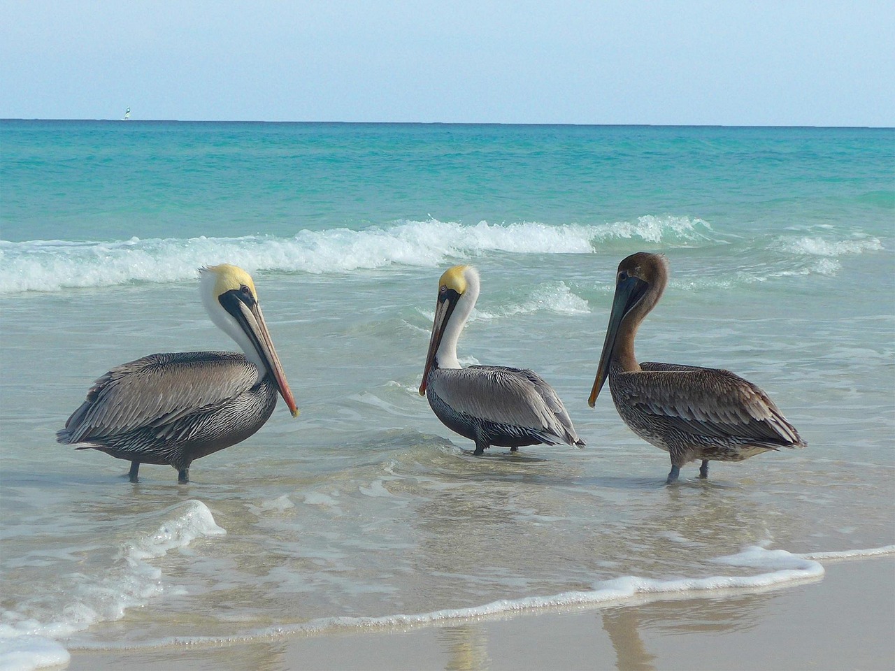 Pelican Bird Sea - Free photo on Pixabay - Pixabay