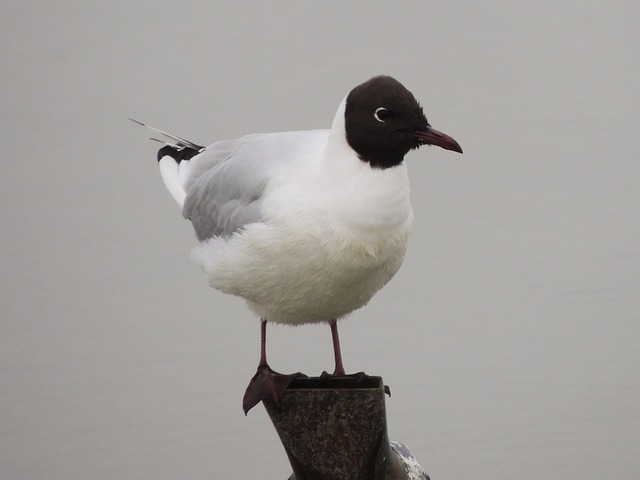 Bonaparte'S Gull Bird - Free photo on Pixabay - Pixabay