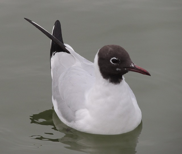 Bonaparte'S Gull Bird - Free photo on Pixabay - Pixabay