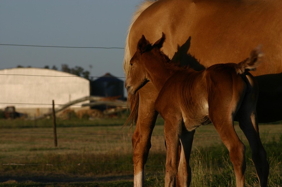 Potrillo Caballo Animal - Foto gratis en Pixabay - Pixabay