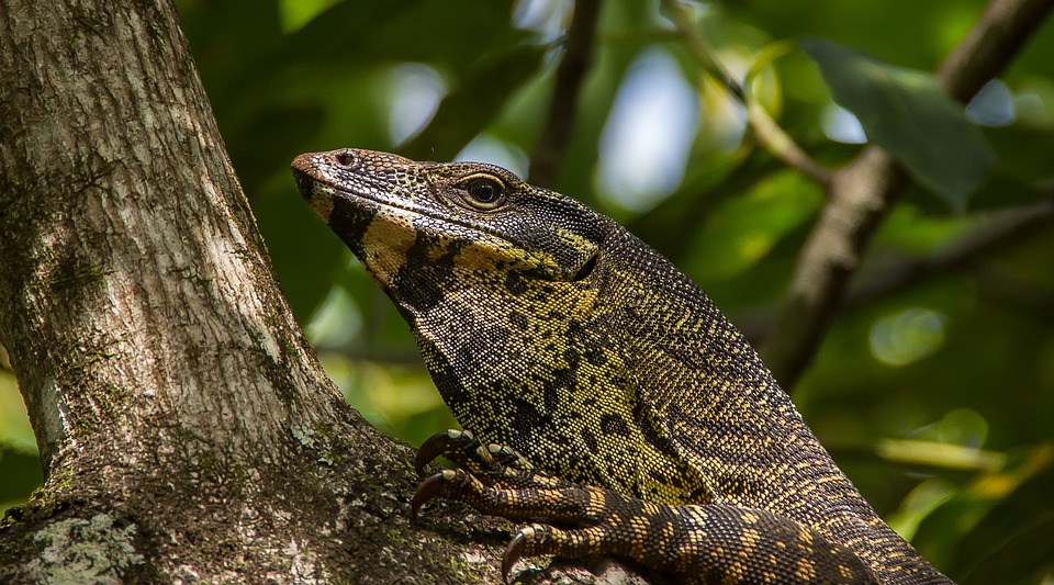 Monitor Lizard Goanna Reptile - Free photo on Pixabay - Pixabay