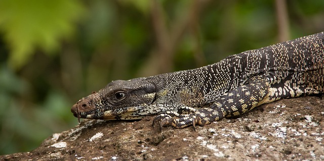 Waran Goanna Reptil - Kostenloses Foto auf Pixabay