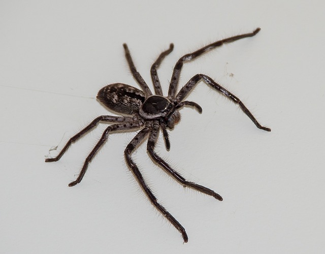 Huntsman Edderkopp Laurent Hesemans | Huntsman Spider (Sparassidae)