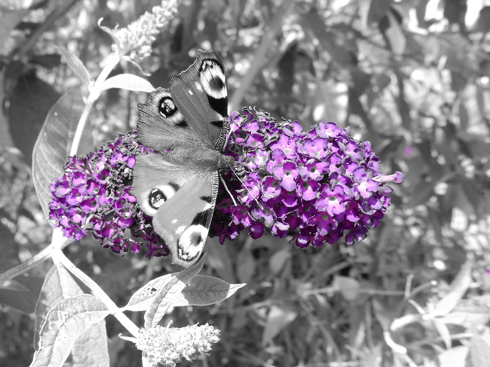 Butterfly Tree Flower - Free photo on Pixabay
