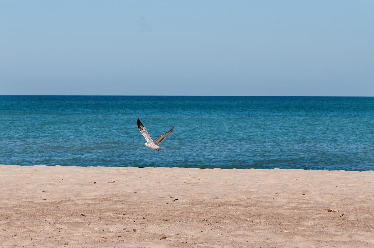 Lake Michigan Sea Gull Water - Free photo on Pixabay - Pixabay