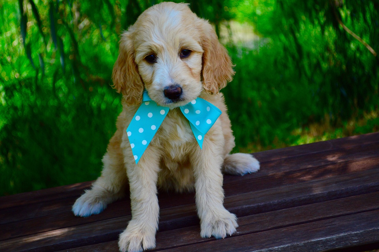 50,000+ Free Goldendoodle Dog & Dog Images - Pixabay