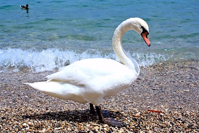 Schwan Vogel Tier - Kostenloses Foto auf Pixabay