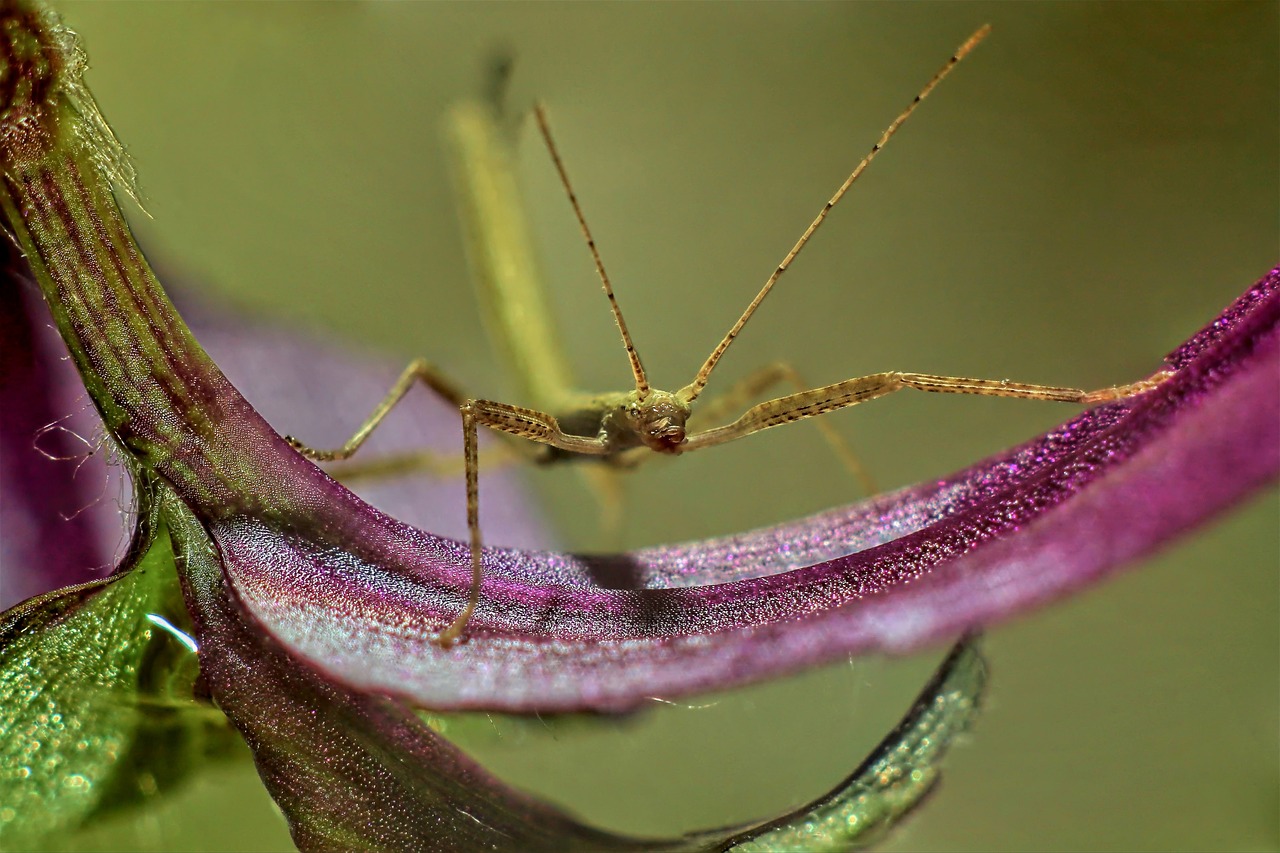 Plus de 80 photos gratuites de Phasme et de Insecte - Pixabay