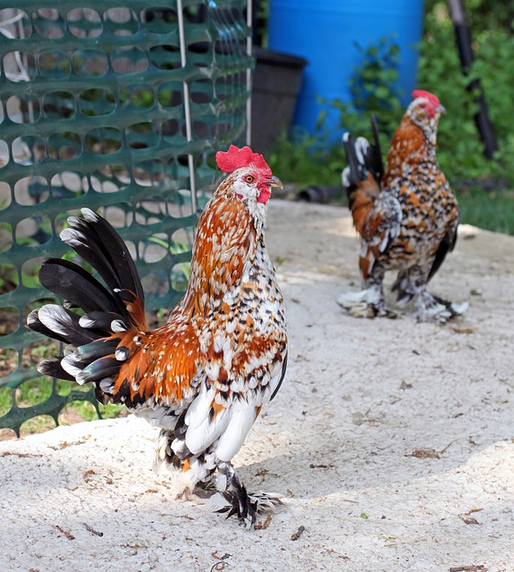 Gallo Joven Par - Foto gratis en Pixabay