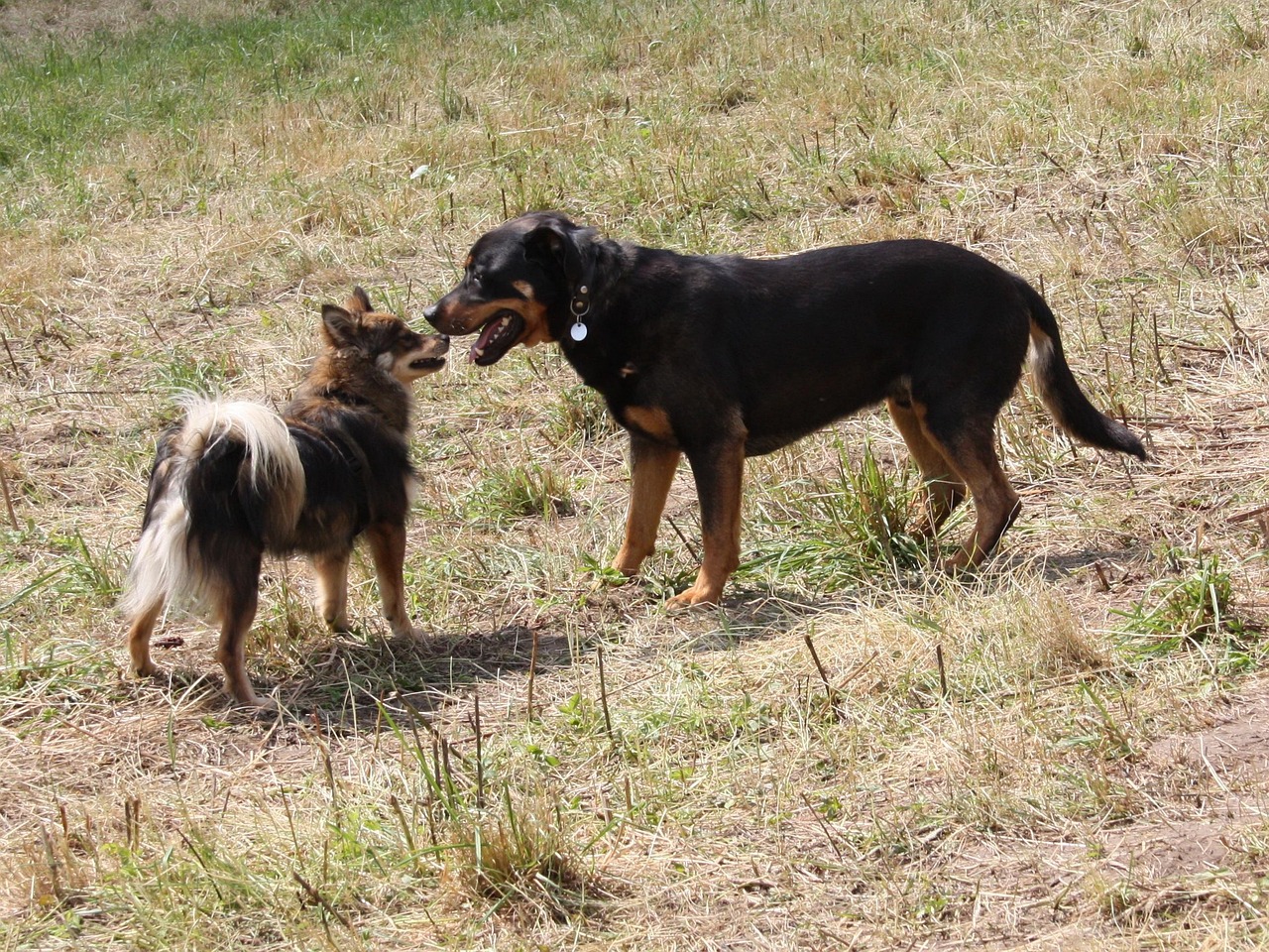 Cachorros Animal Doméstico - Foto gratuita no Pixabay - Pixabay