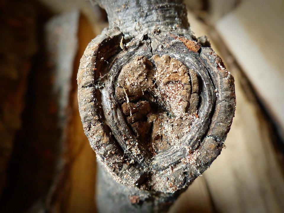 Ast Abbruch Holz - Kostenloses Foto auf Pixabay