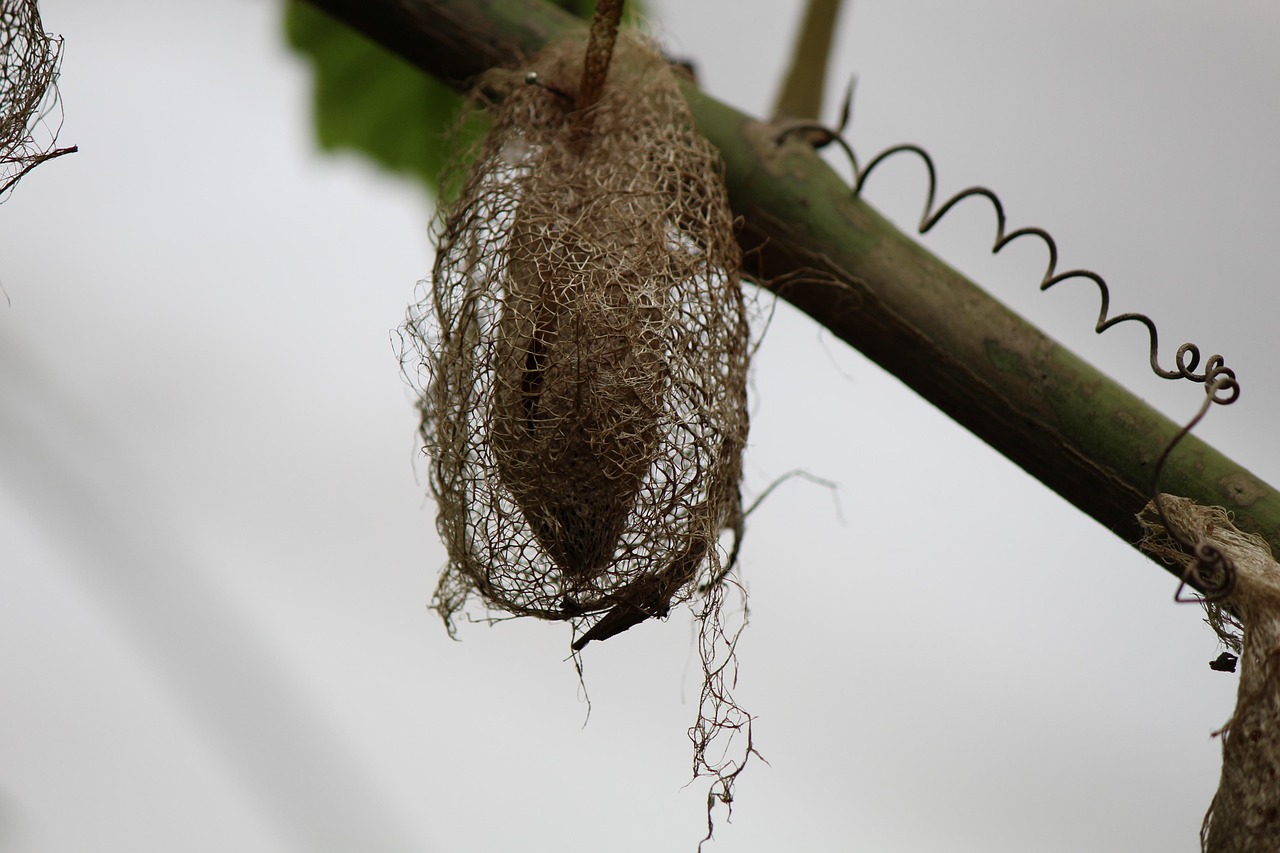 Oruga Capullo Pupación - Foto gratis en Pixabay - Pixabay