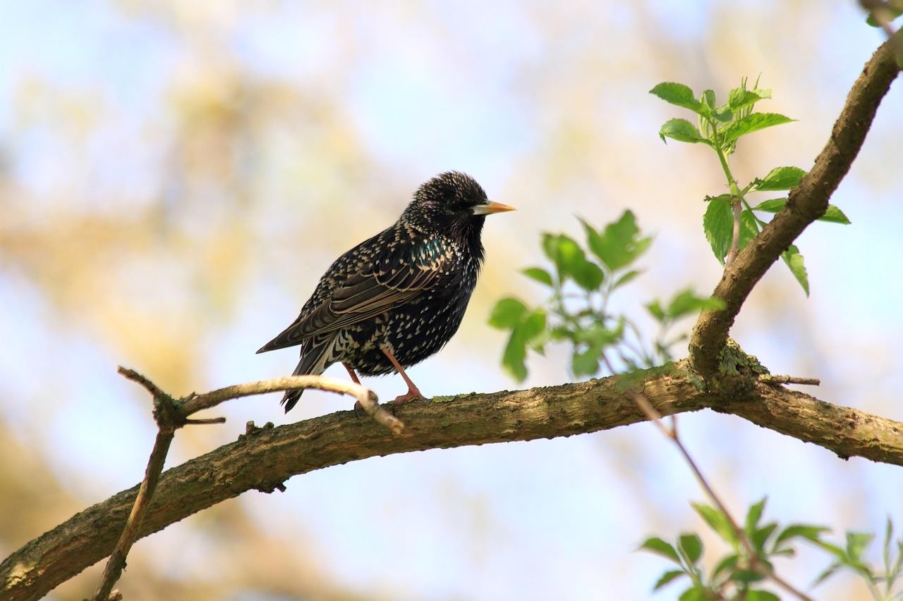 Estrella Pájaro Animal - Foto gratis en Pixabay - Pixabay