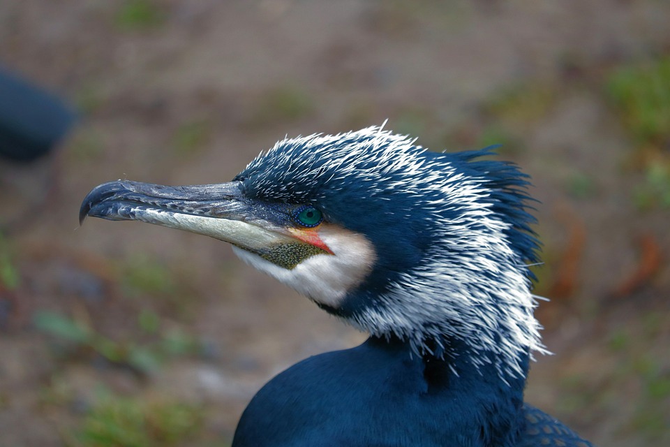 Kormoran Ptak Wodny - Darmowe zdjęcie na Pixabay