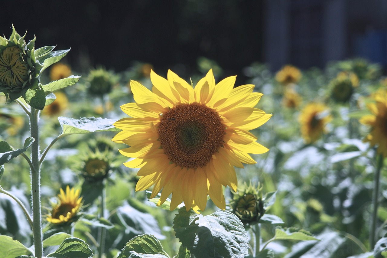 Tournesol Japon - Photo gratuite sur Pixabay - Pixabay