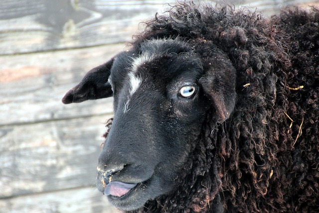 Sheep Black Wool - Free photo on Pixabay - Pixabay