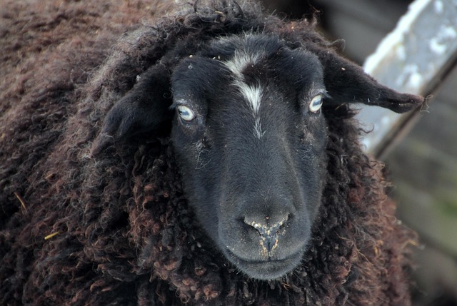 Sheep Black Wool Farm - Free photo on Pixabay