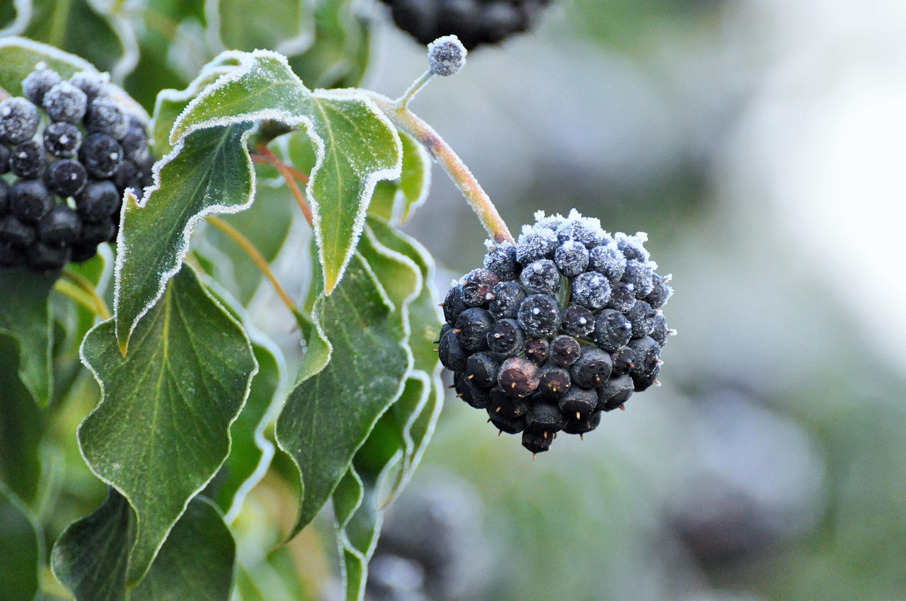 Cluster Fruit Bush - Free photo on Pixabay
