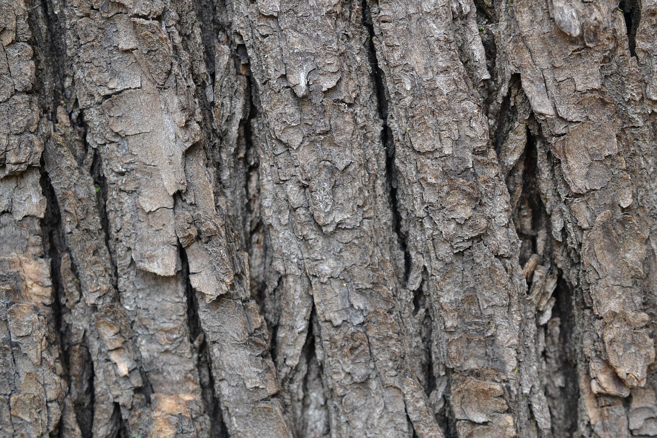 A Casca Árvore Floresta - Foto gratuita no Pixabay - Pixabay