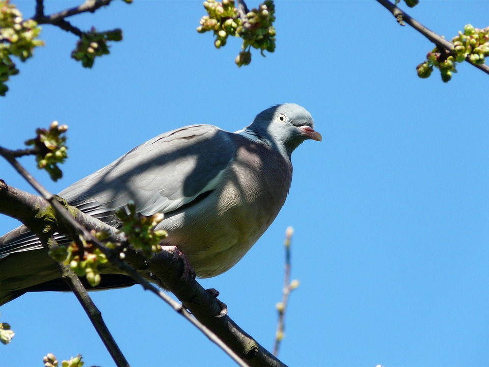 Colombe Oiseau Ciel - Photo gratuite sur Pixabay - Pixabay