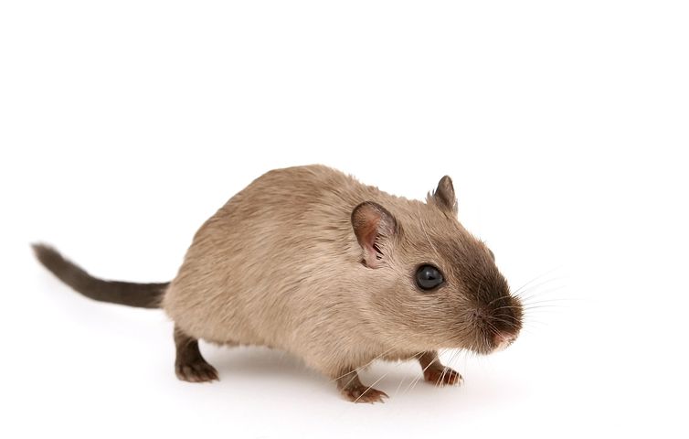 300+ Free Mice & Mouse Images - Pixabay